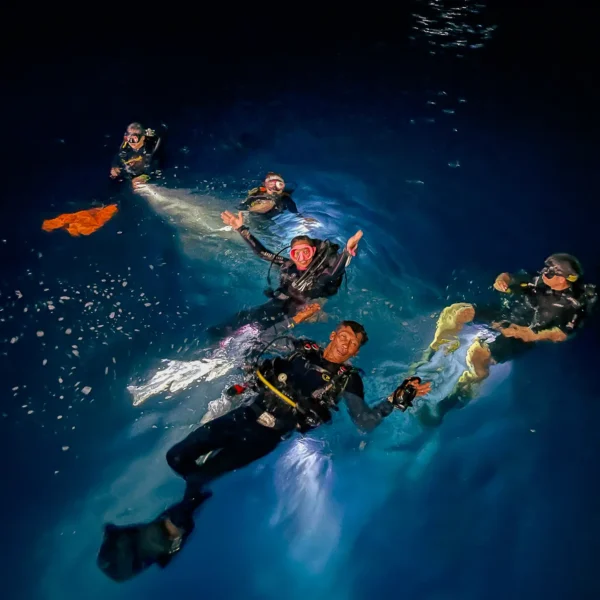 Night Dive Trip - Experience Koh Tao In The Dark